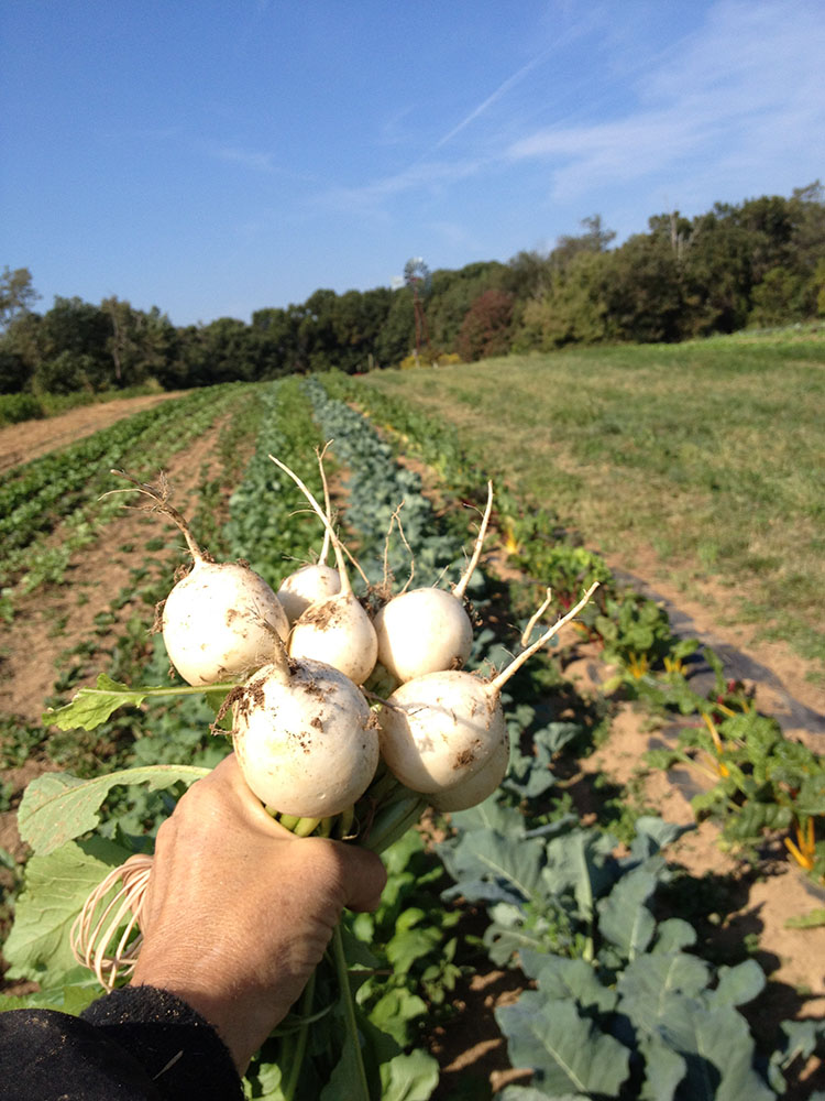 Chesapeake Farm to Table | How It Works